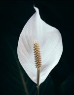 Elbert Lee Jones Jr | Chapter 66 Pioneers: Arizona/New Mexico